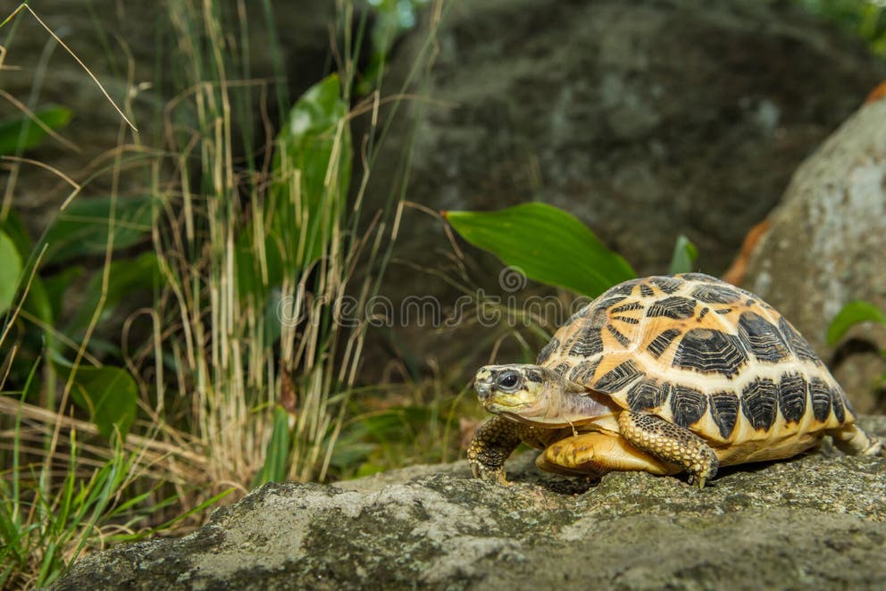 Spider Tortoise stock image. Image of adorable, common - 57827629