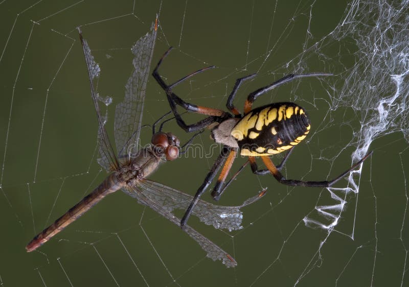 Spider touching dragonfly stock photo. Image of wildlife - 10974522