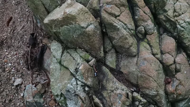 Spider Trapped between Water and Rocks Stock Footage - Video of ...