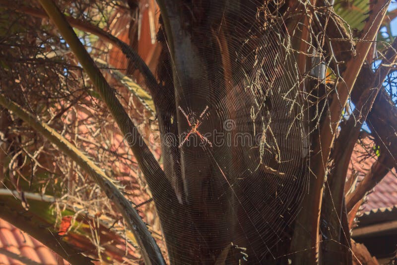 Spider on the tree stock image. Image of environment - 135033367