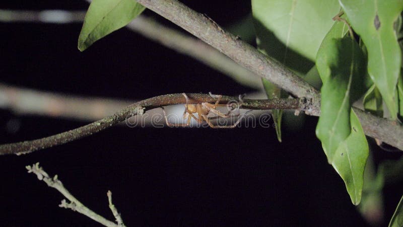 Spider on tree stock image. Image of spiderweb, insect - 192189445