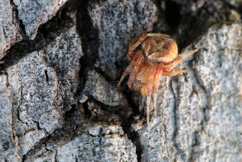 Spider on the Tree/on Bark Texture Stock Photo - Image of spider ...