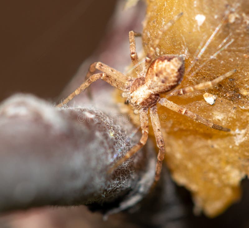 Spider on a tree branch. stock photo. Image of mexico - 247688476