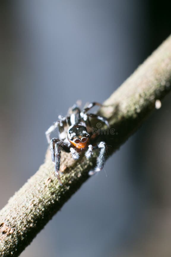 Spider on tree stock image. Image of stem, tropical, forest - 35261279