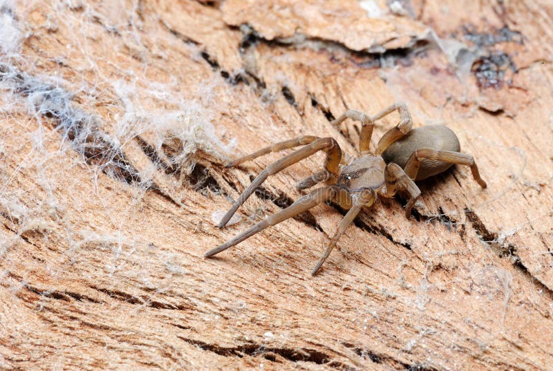 Spider on the tree stock photo. Image of closeup, brown - 245083932