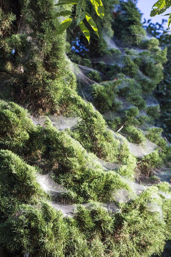 Spider Tree stock image. Image of tree, trees, covered - 47469799