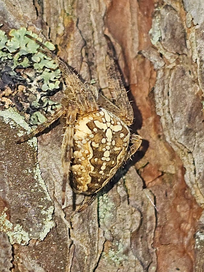 Spider on the Tree in the Forest Stock Photo - Image of moth, arthropod ...