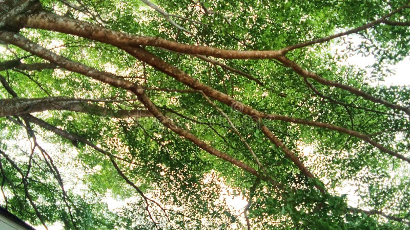 The spider tree stock image. Image of plant, spider - 317883607