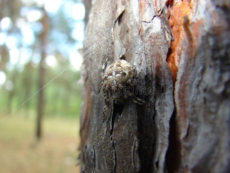 Spider on the tree trunk stock image. Image of spider - 104692869