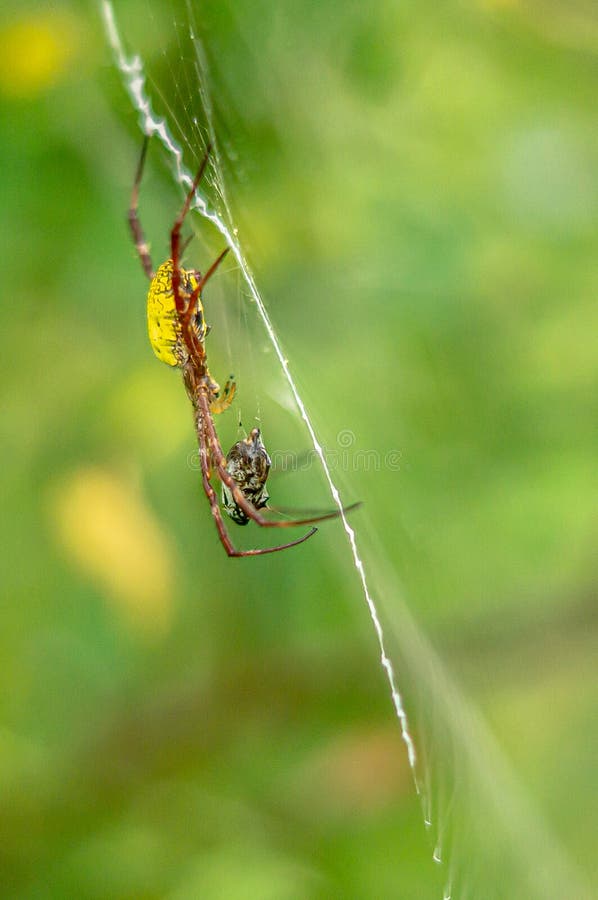 The Spider Tries To Eat the Insects that Enter Its Nest Stock Photo ...