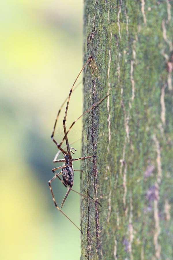 Spider On The Trunk Picture. Image: 3661185