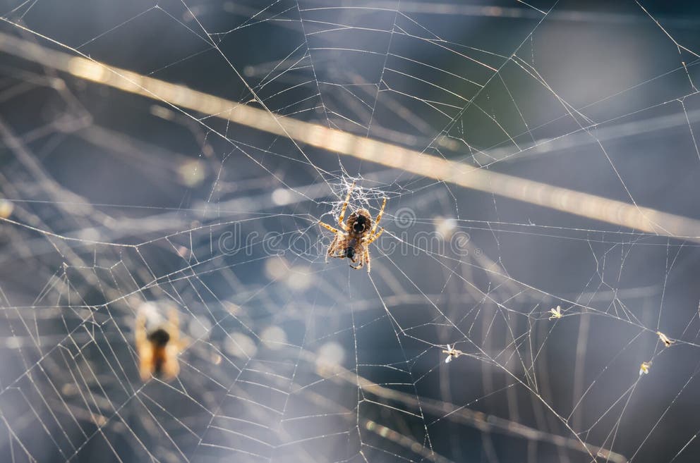 Spider two stock photo. Image of nature, morning, natural - 158744596