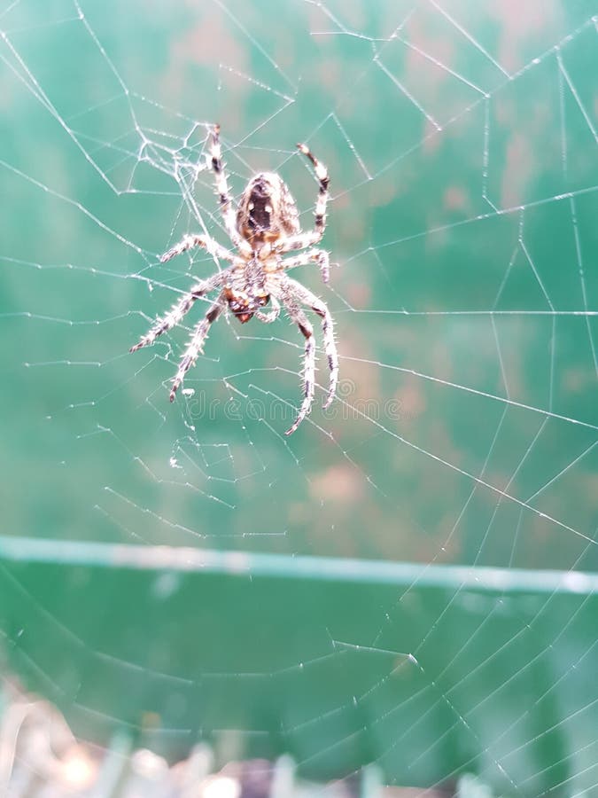 Spider UK common species stock photo. Image of november - 131561314