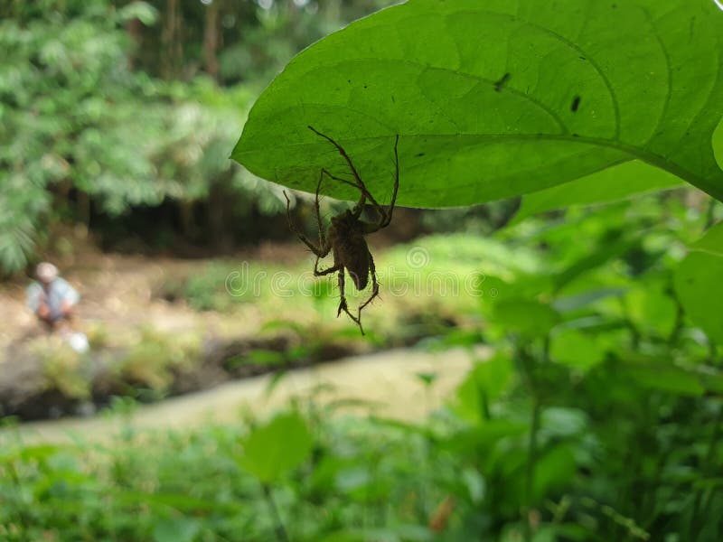 Spider Under the Green Leaf. Stock Photo - Image of jungle, forest ...