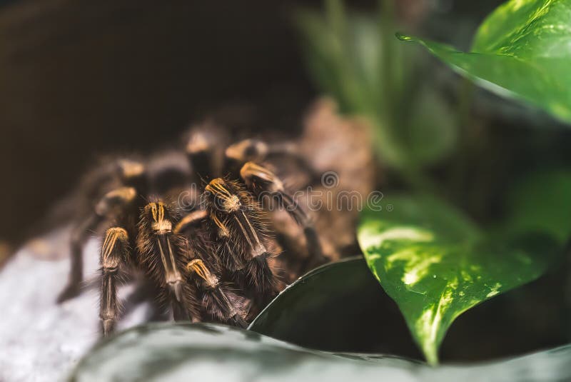 Spider Under the Leaf. a Predator in Its Environment. Top Predator ...