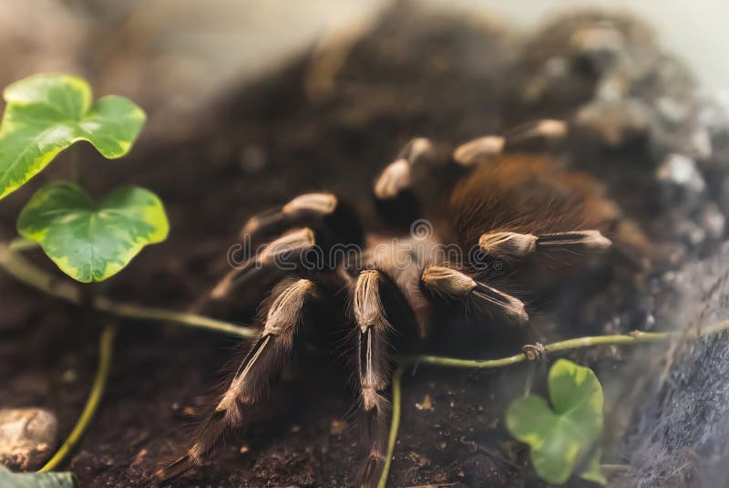 Spider Under the Leaf. a Spider in Search of Food. the Spider Explores ...
