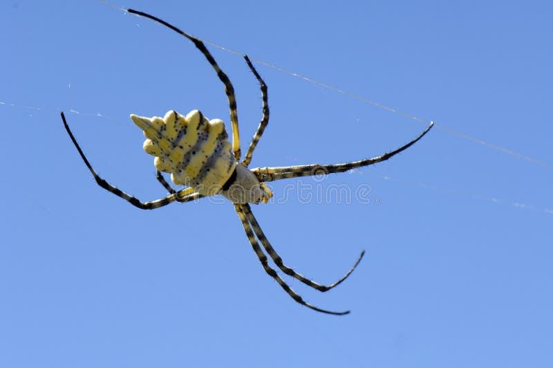 Spider, Closeup of Yellow and Brown Spider Against Blue Sky, Namibia ...