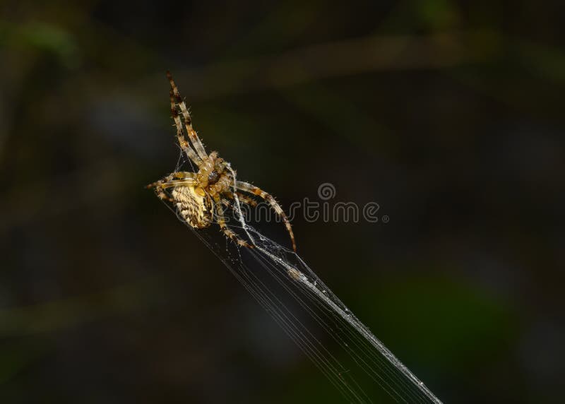 A Spider Unravels a Web Intertwined by the Wind Stock Image - Image of ...