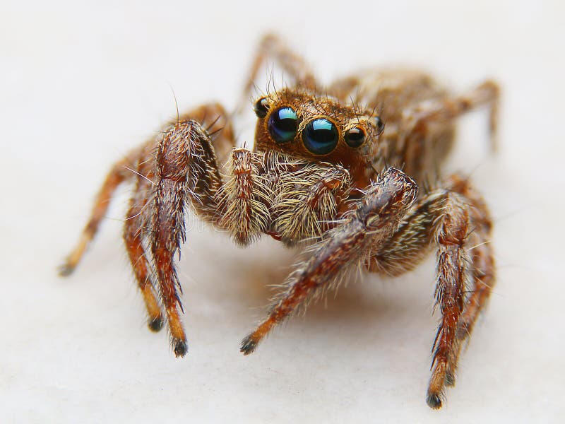Spider V2 Stock Photos - Free & Royalty-Free Stock Photos from Dreamstime