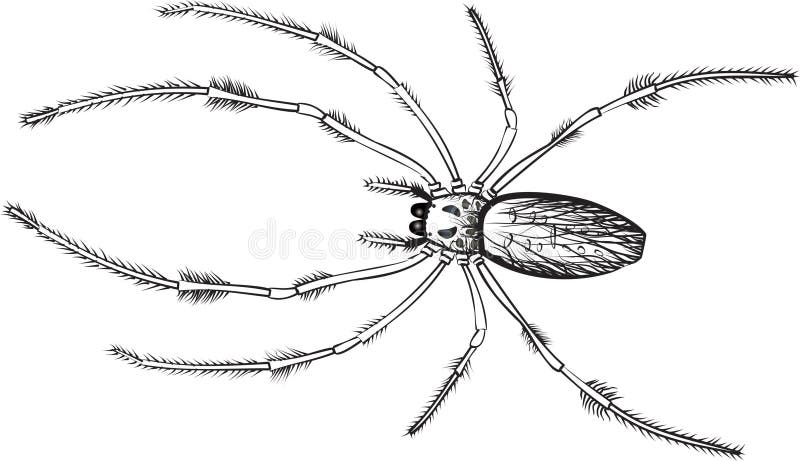 Spider stock illustration. Illustration of legs, phobia - 35246911