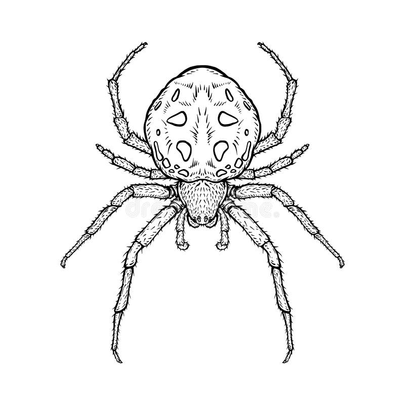 Spider. Vector Illustration in Cartoon Style on a White Background ...