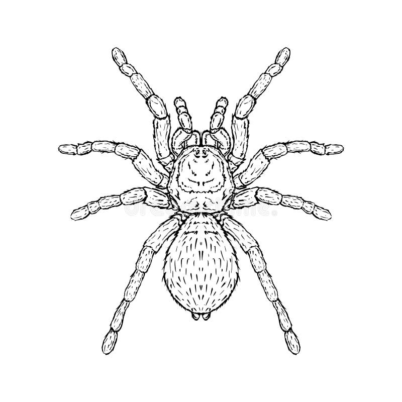Spider. Vector Illustration in Cartoon Style on a White Background ...