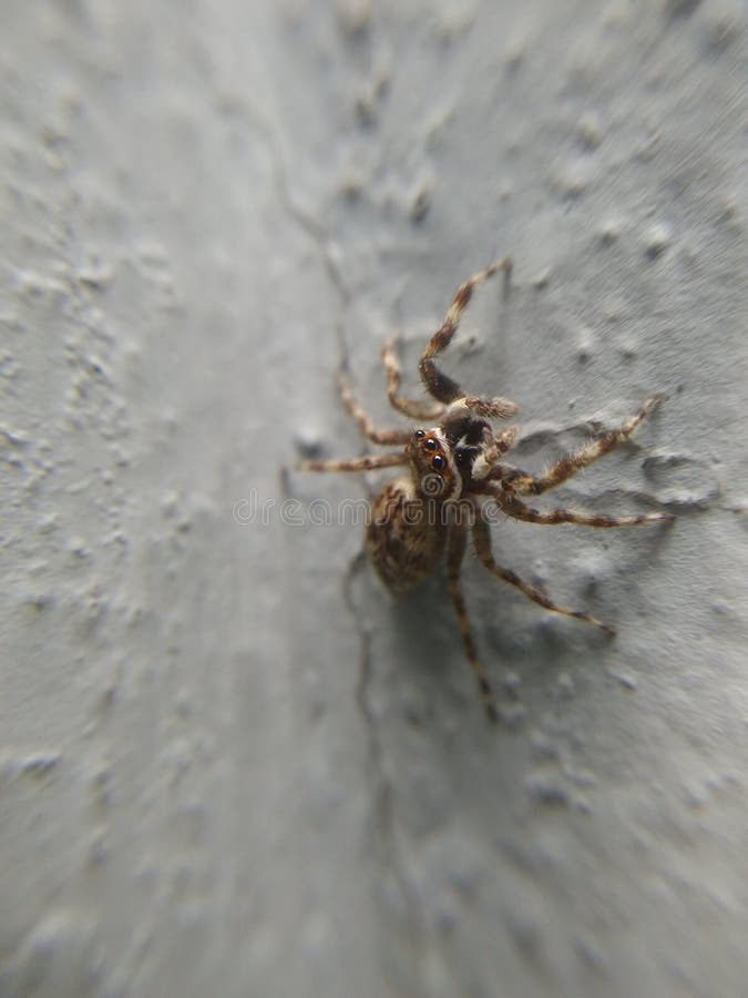 Spider stock photo. Image of spider, fast, faster, insects - 78310848