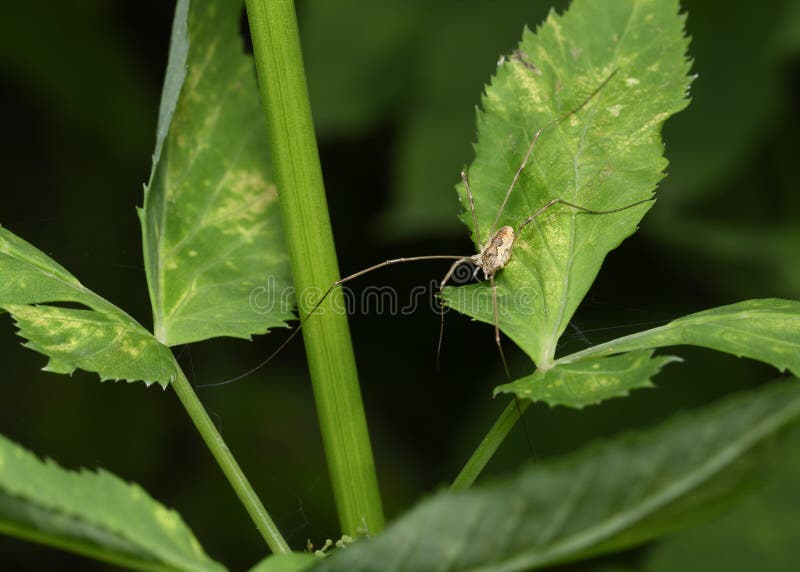 A Spider with Very Long Legs on a Bush Leaf Stock Photo - Image of ...