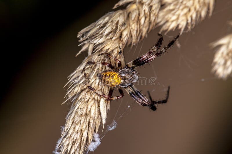 Spider stock photo. Image of meadow, plant, beauty, illuminated - 59175860