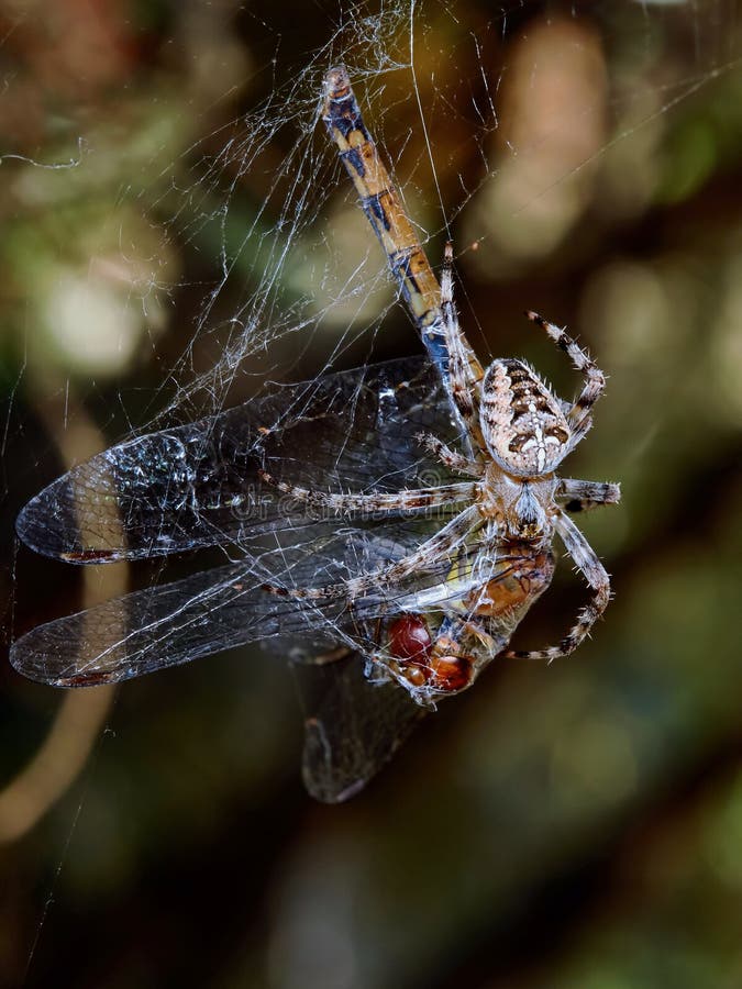 Spider with the Victim of a Dragonfly Stock Image - Image of insect ...