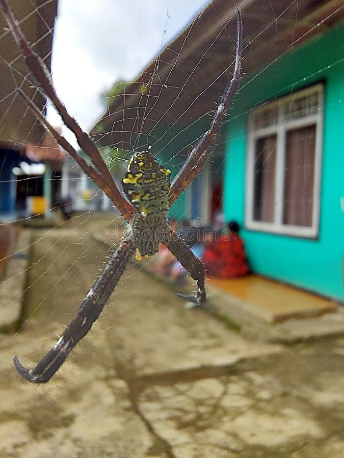 Spider at the village stock photo. Image of village - 261594324