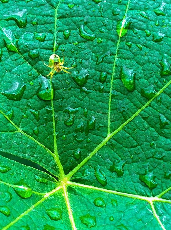 Spider on the vine leaf stock image. Image of texture - 100815873