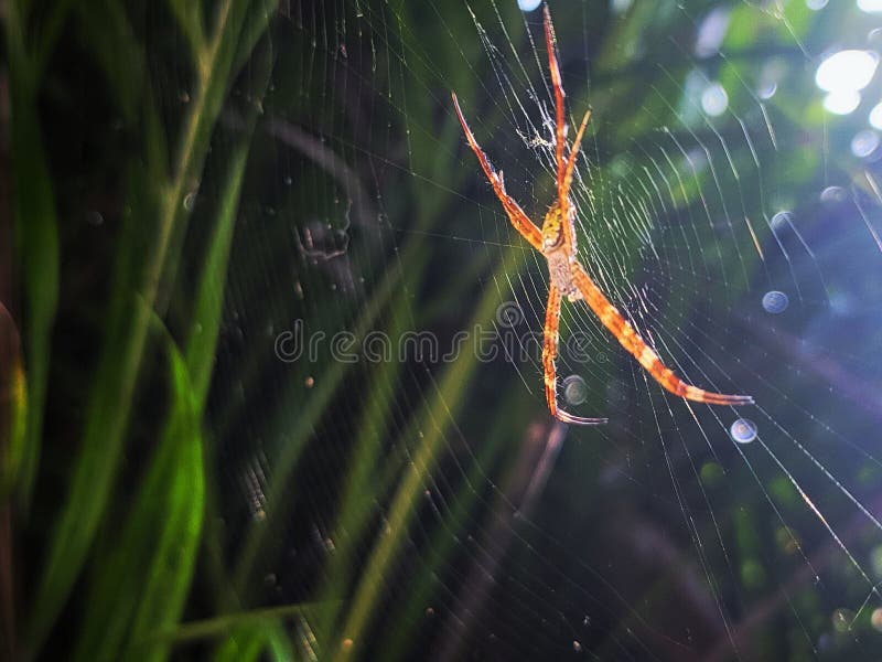 A lonely spider on his web stock photo. Image of spider - 317102232