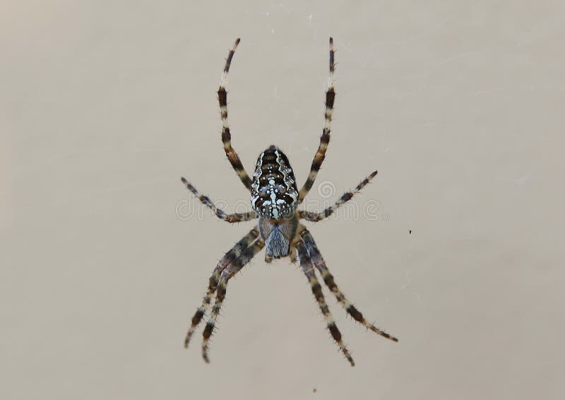 Spider stock photo. Image of wildlife, sleep, spider - 43134030