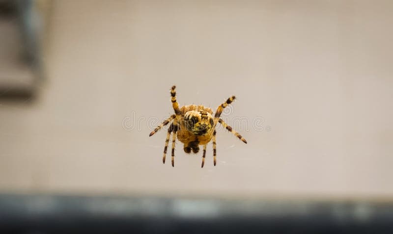 Spider Waiting on Web. Slovakia Stock Image - Image of natural ...