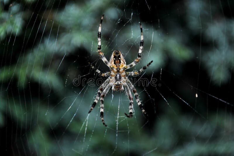 A Spider Waiting for Its Prey. Spider Web. Terrifying Stock Photo ...
