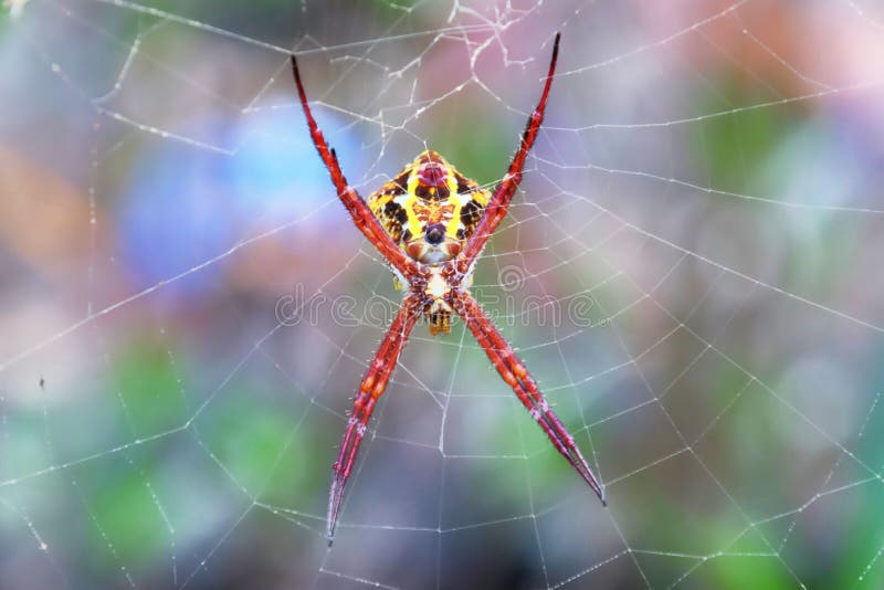 Spiders and their webs stock photo. Image of insect - 220151796