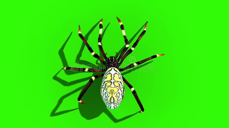 Spider Walk Cycle Green Screen Loop Top 3D Rendering Animation Stock ... Spider Walk Cycle Green Screen Loop Top 3D Rendering Animation Stock ...