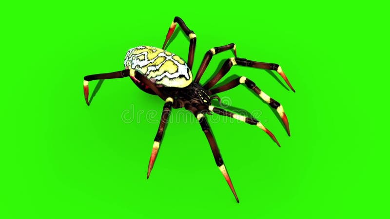 Red Tarantula Spider Walkcycle Green Screen Loop Top 3D Rendering ... Red Tarantula Spider Walkcycle Green Screen Loop Top 3D Rendering ...