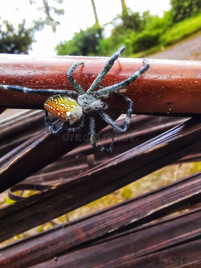 A Spider Walking on a Tree Branch Stock Image - Image of invertebrate ...