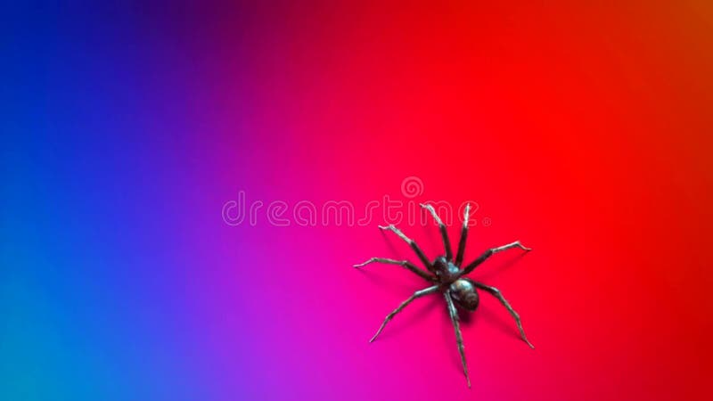 Spider Walks Across Colorful Background on Top View - 3D Rendering ...