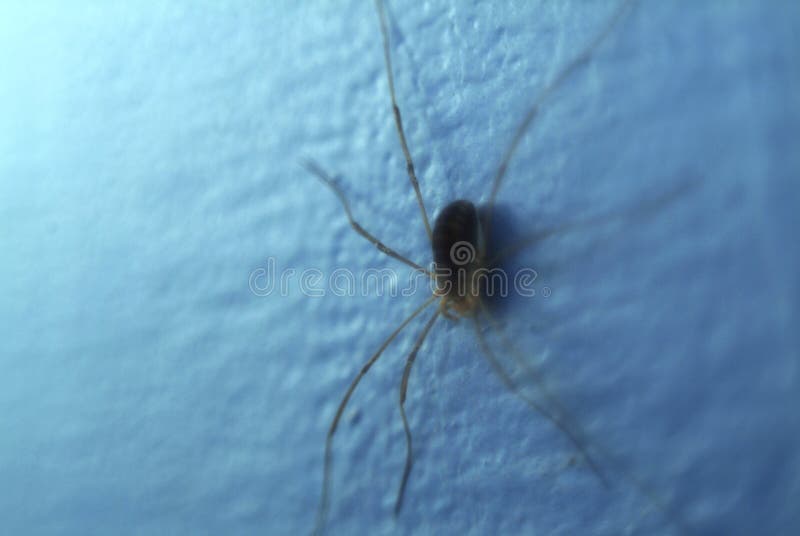 Spider on wall stock photo. Image of phobia, spider, arachnids - 1446918