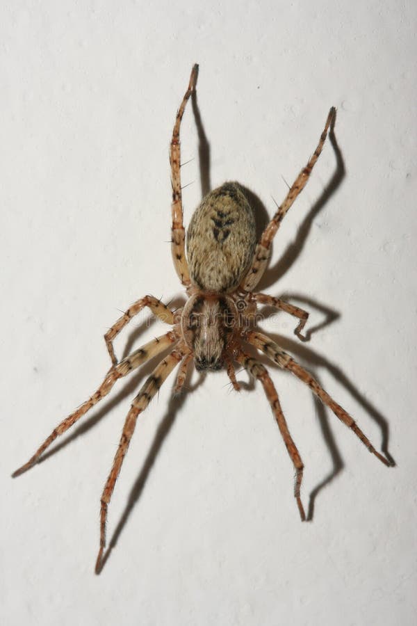 Spider on the Wall stock image. Image of spider, detail - 5363593