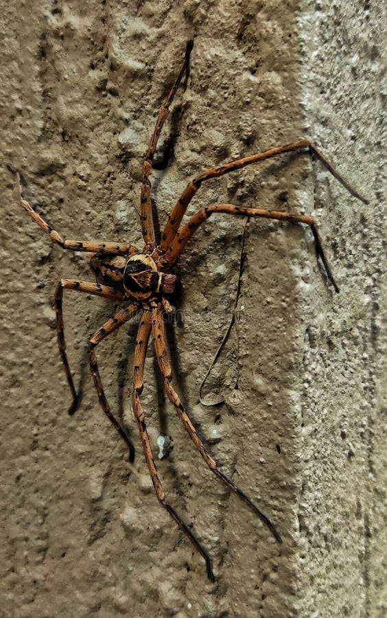 Spider on wall stock photo. Image of wall, spider, scary - 255019072