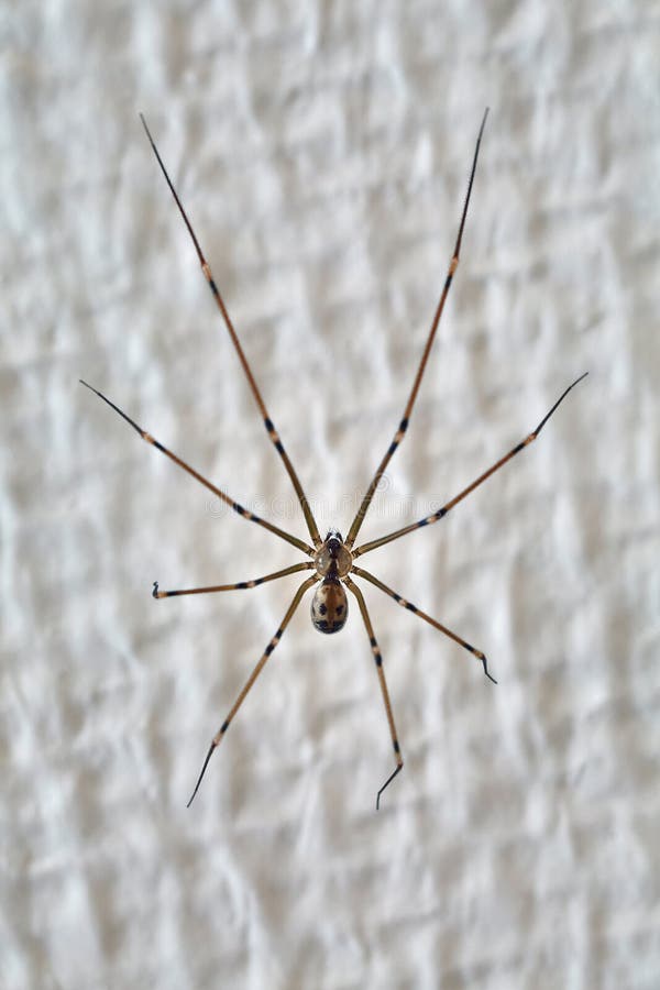 Spider on the wall stock image. Image of macro, common - 320365271