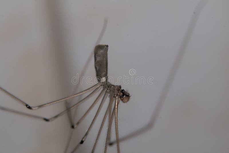 Spider with Long Legs Hanging from the Ceiling Stock Image - Image of ...