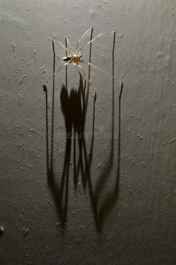 Spider on the Wall and Its Shadow Stock Photo - Image of wall, shadow ...