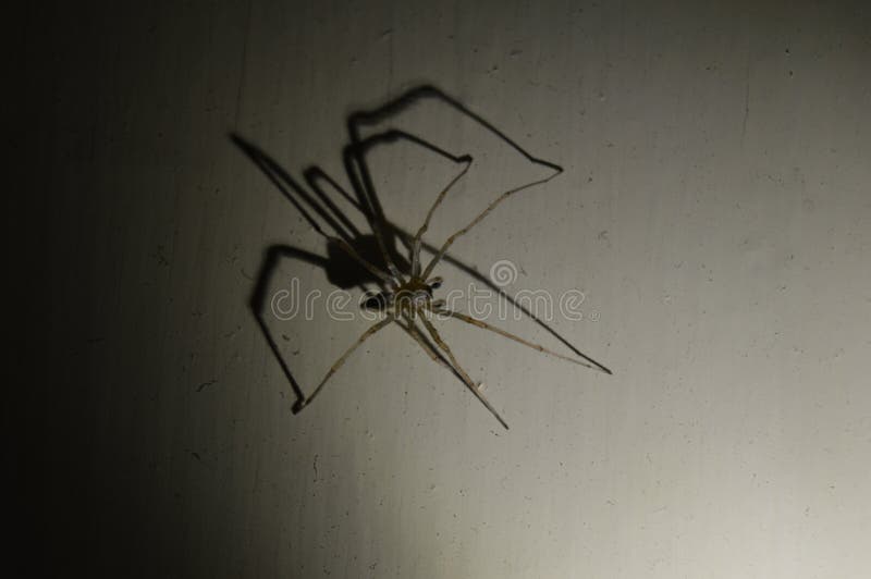 Spider on the Wall and Its Shadow Stock Image - Image of small, light ...
