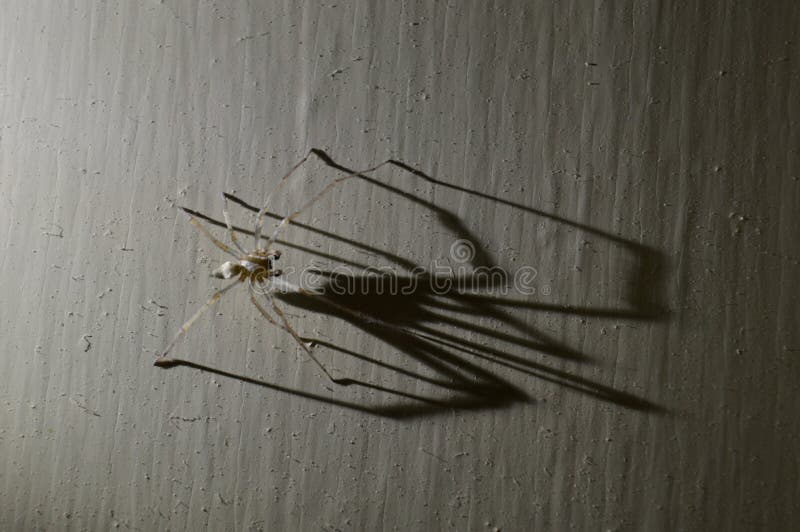 Spider on the Wall and Its Shadow Stock Photo - Image of shadow, color ...