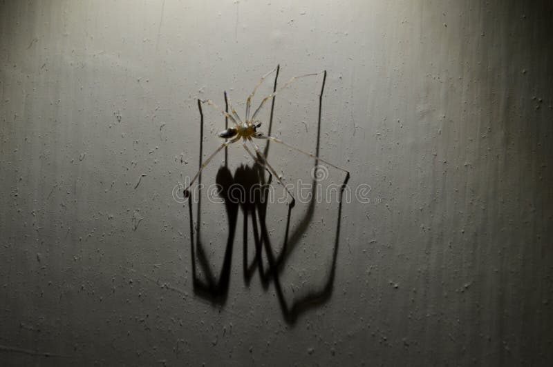 Spider on the Wall and Its Shadow Stock Image - Image of animal, wall ...